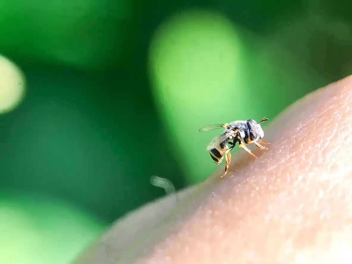Bee Stings and Insect Bites in Kids | KidsStreet Urgent Care